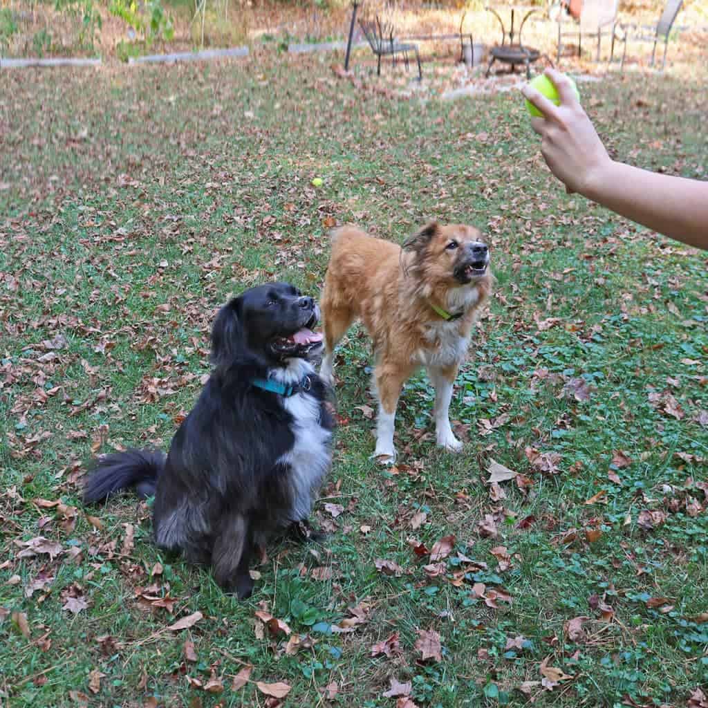 Pawsitively Perfect Pampering for your Pooch this Holiday Season